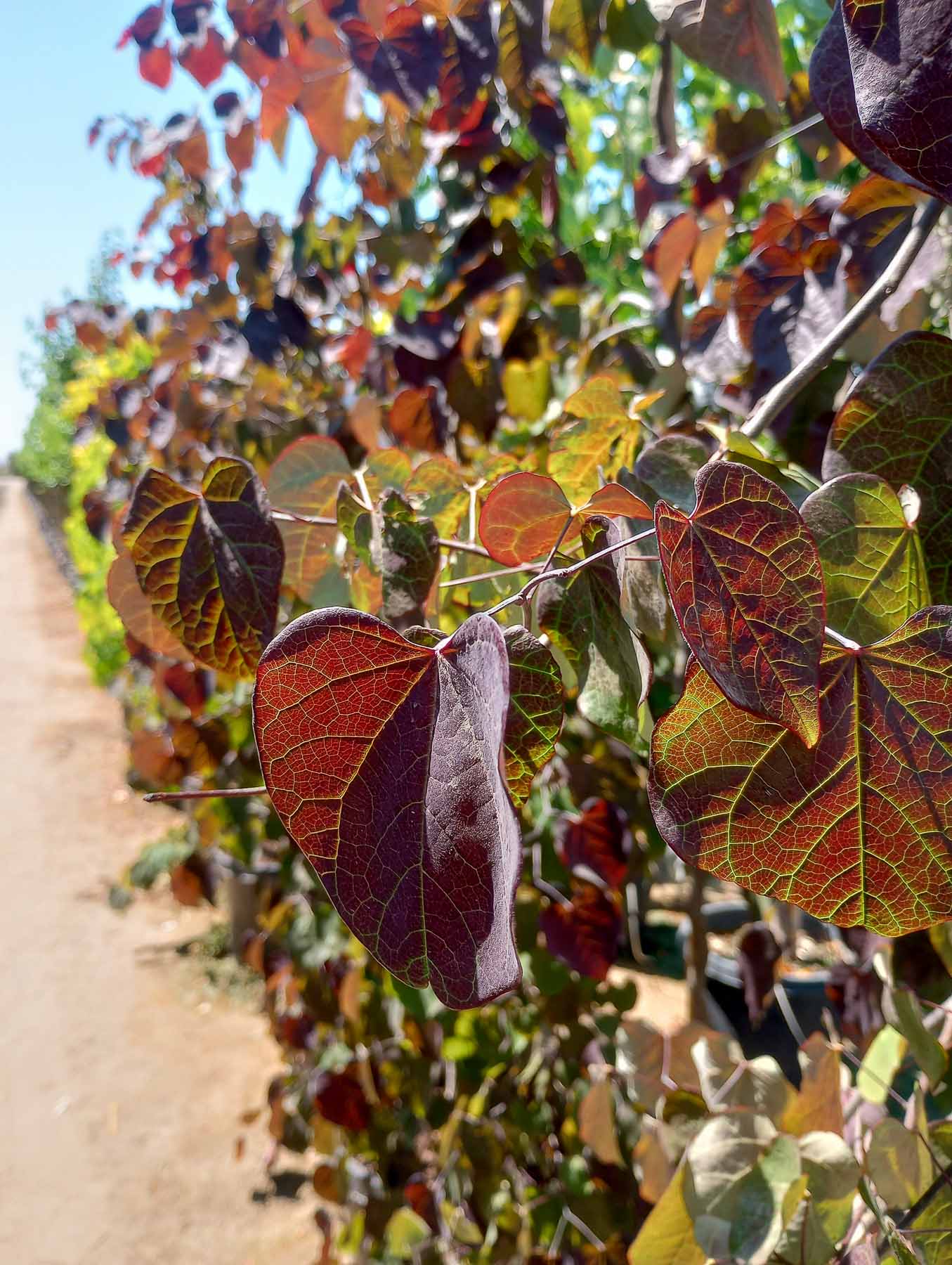 Ruby Falls Weeping Redbud Garden Gate Nursery